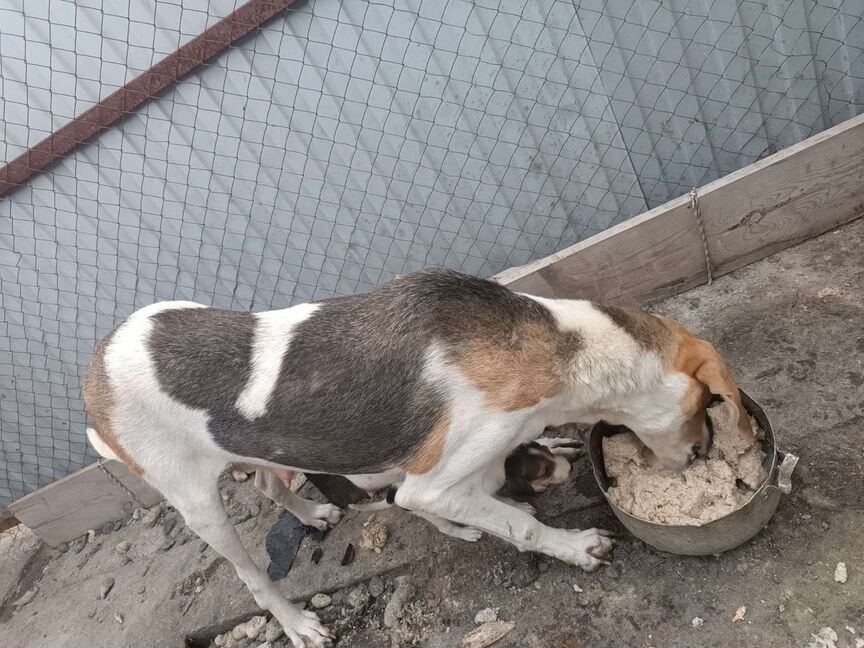 Собаки щенки