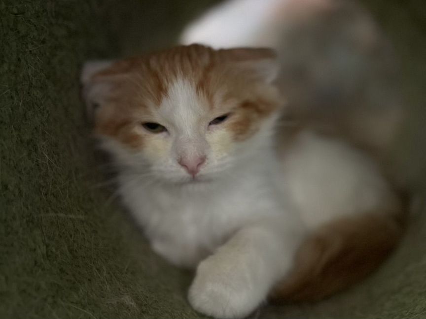 Котенок китаец) в добрые руки дар