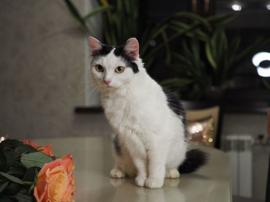 Кошка Груша в поисках дома