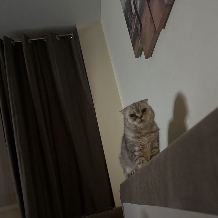 Британская длинношёрстная, взрослая кошка