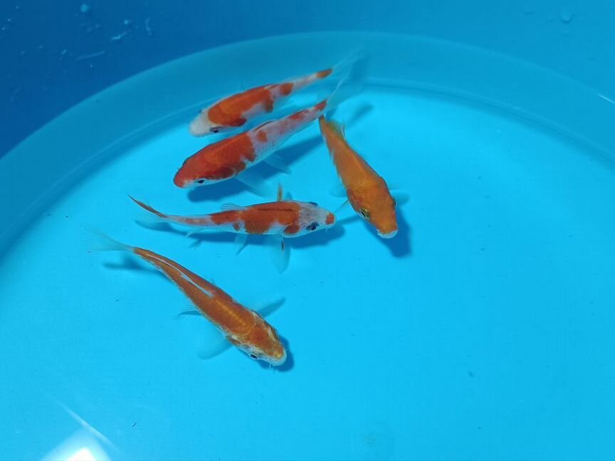 Карп Кои красно-белый Кохаку, 10-12 см