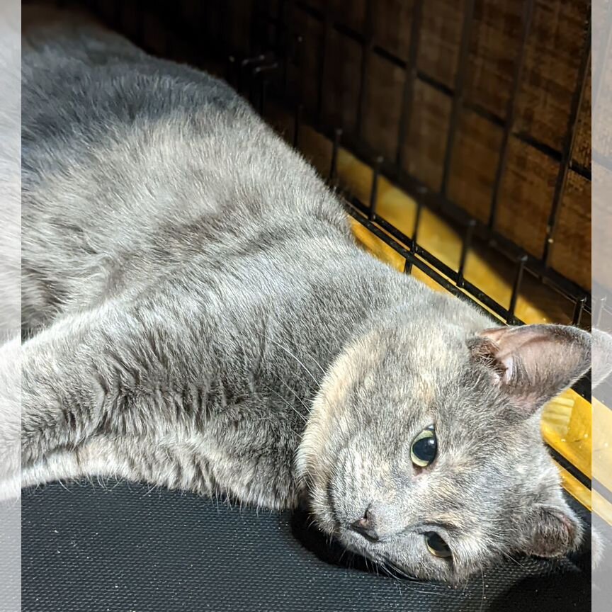 Взрослая кошка в добрые руки