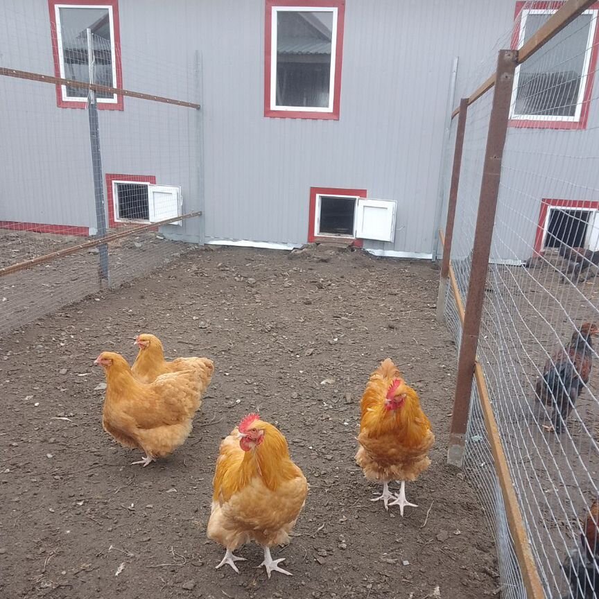 Продам петушка орпингтона палевого 8 месяцев 2000