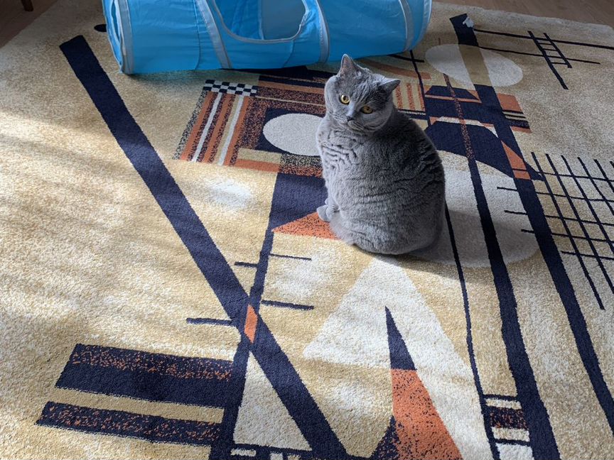 Тоннель - труба для кошек