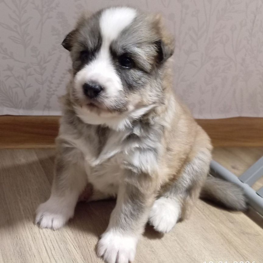 Восточносибирская лайка, щенок