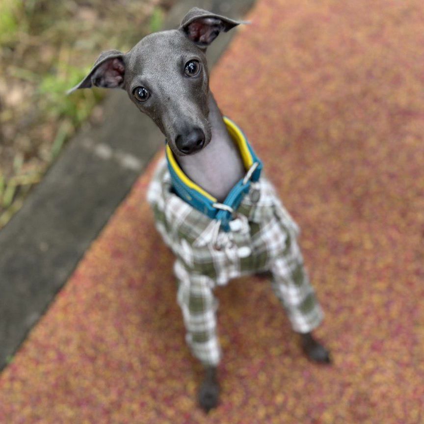 Левретка, взрослый пёс