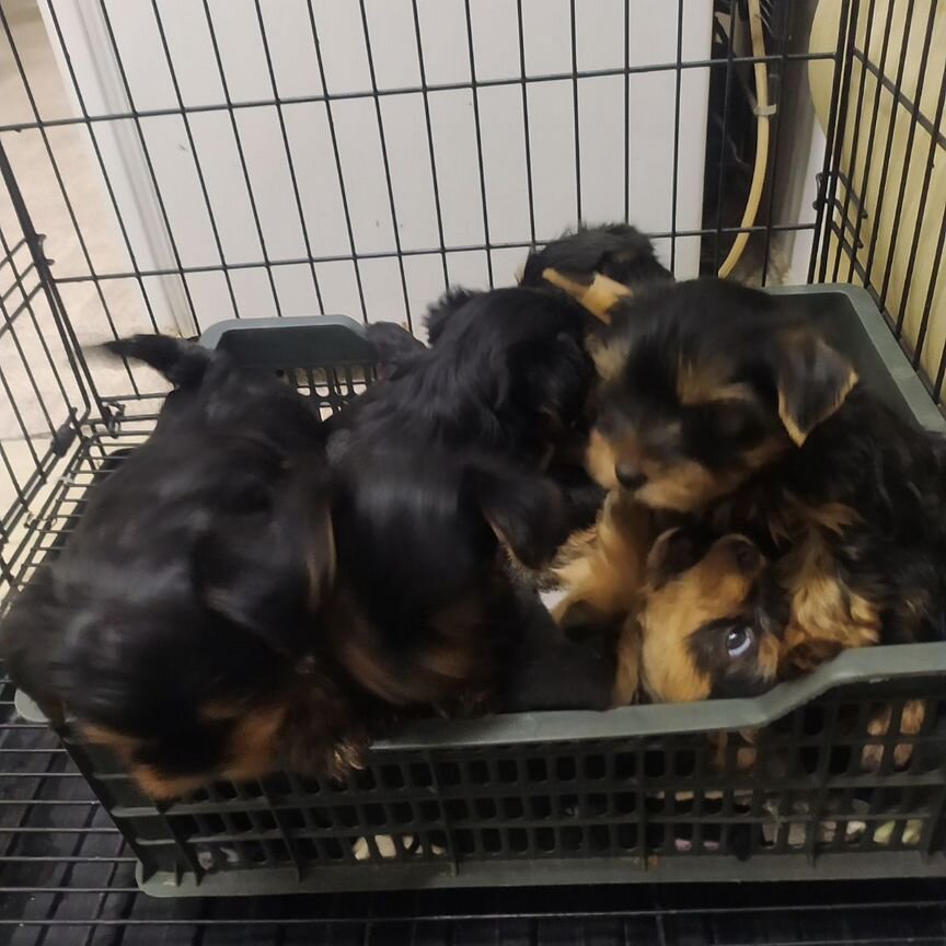 С Р О Ч Н О мальчик йоркширский терьер