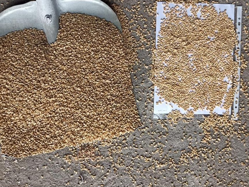 Пшеница фуражная