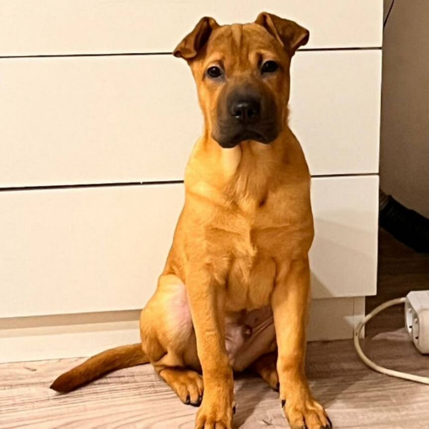 Шарпей, щенок