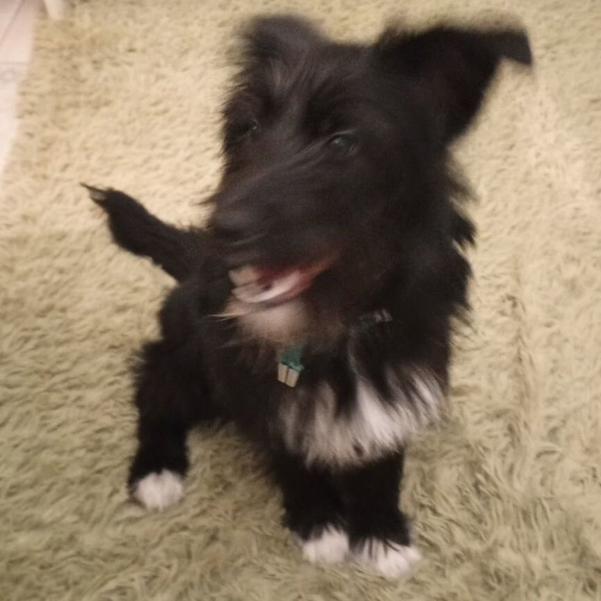 Щенок в добрые руки