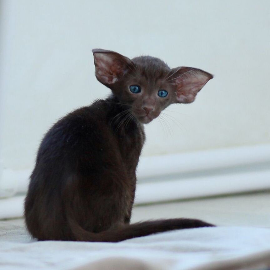 Ориентальная экстрим