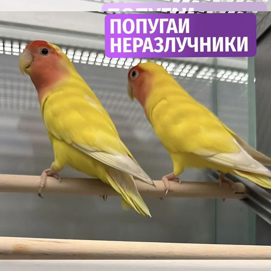 Попугай Неразлучник
