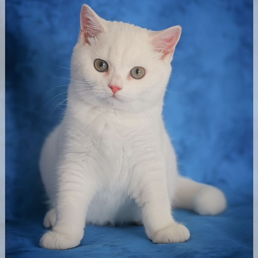 Британский короткошёрстный котёнок