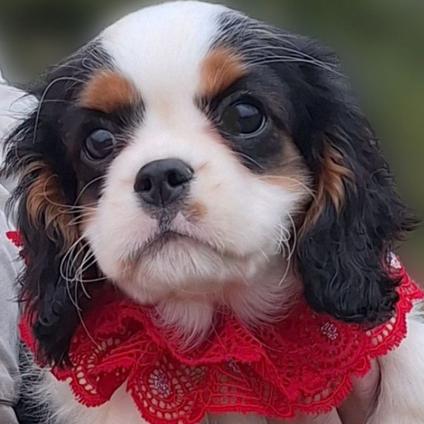 Кавалер кинг-чарльз-спаниель, щенок