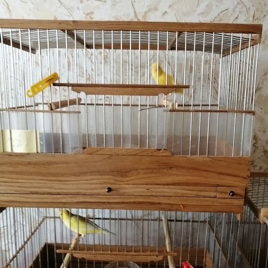 Кенаря
