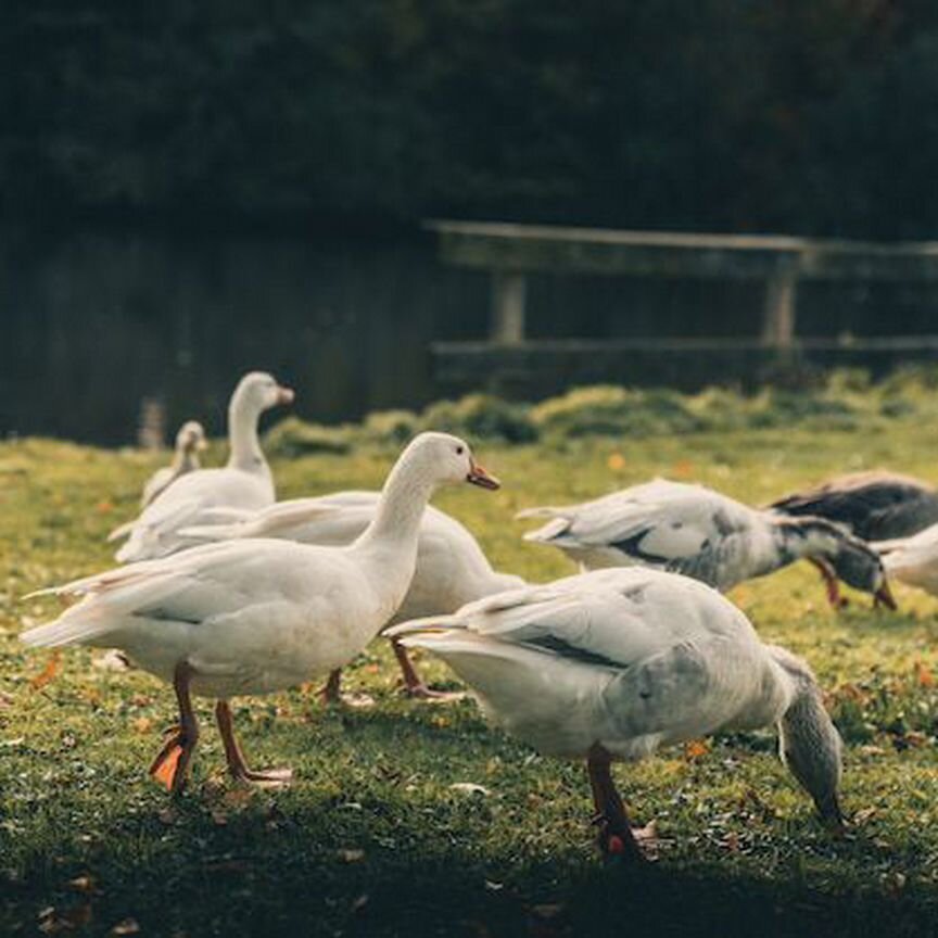Гусята 2,5 месяца