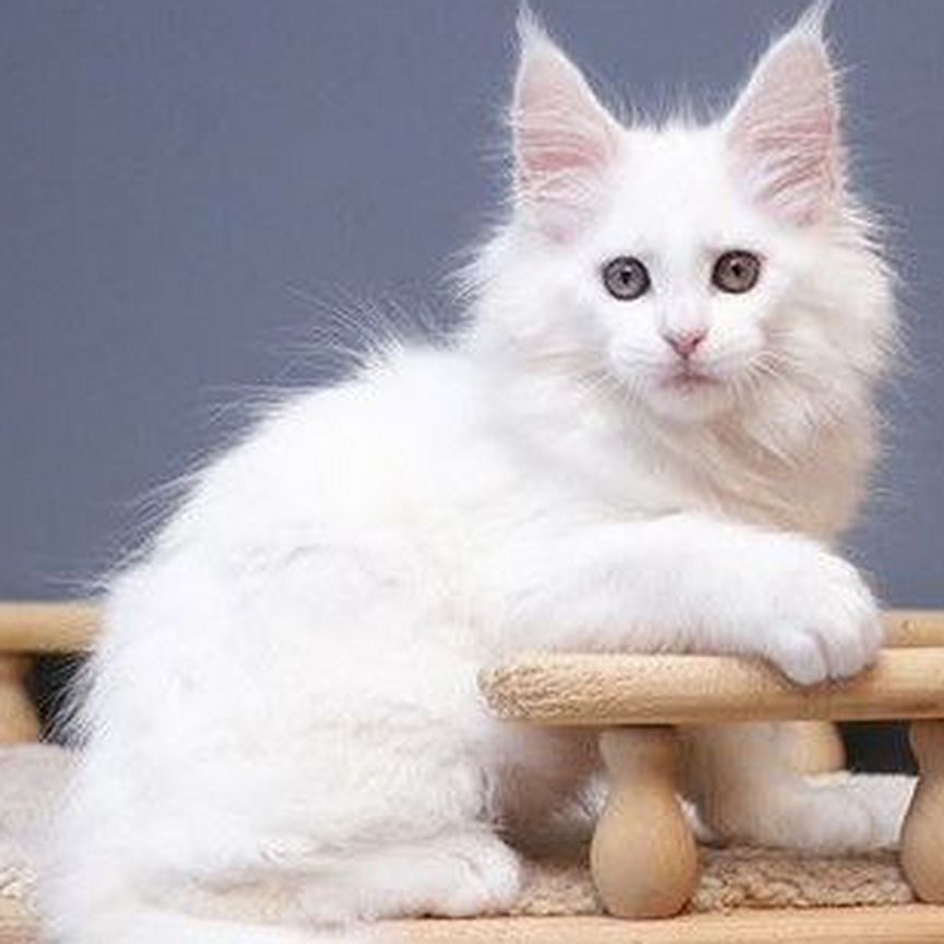 Мейн-кун котёнок