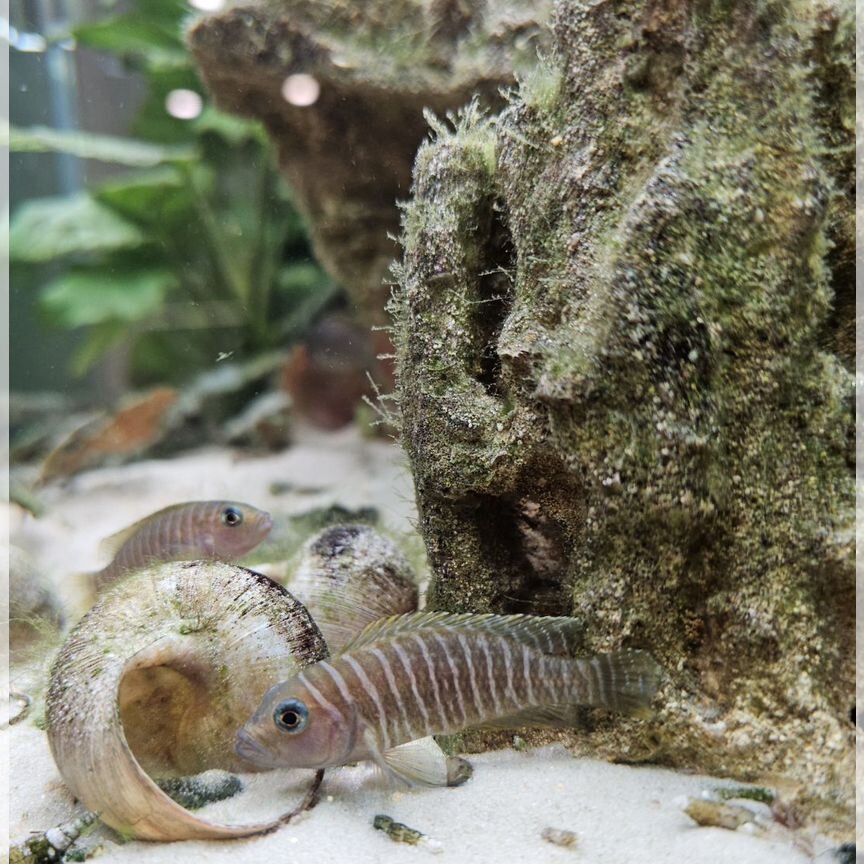 Ракушковые цихлиды Неолампрологус симилис