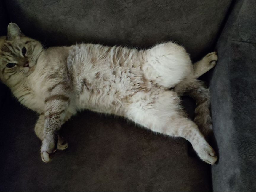 Отдам кошку в добрые руки