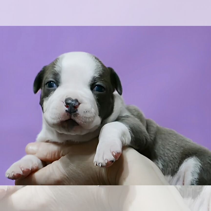 Американский стаффордширский терьер, щенок