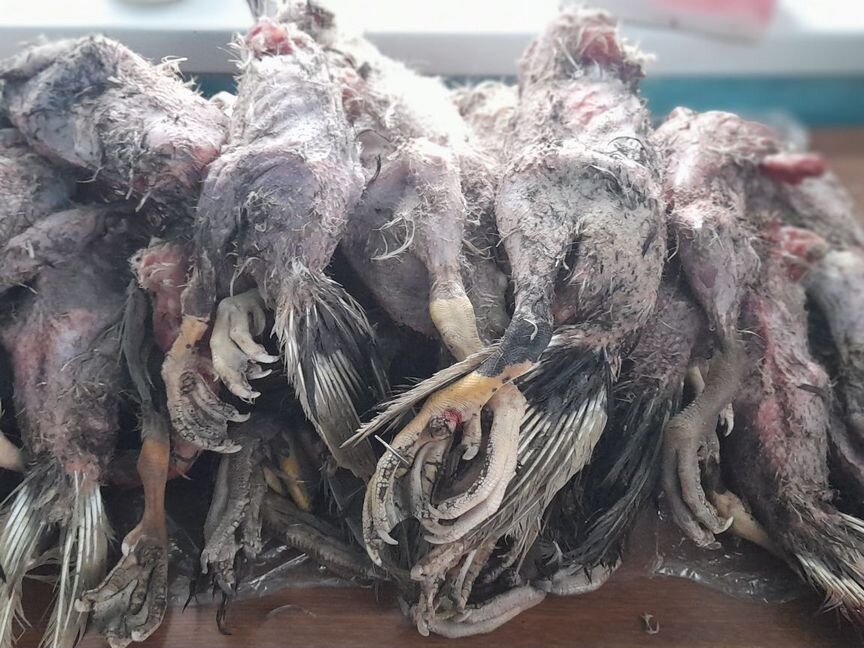 Корм для собак-индоутка