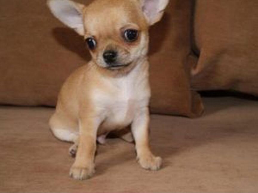 Очаровательные щенки супер мини той терьера мальчи