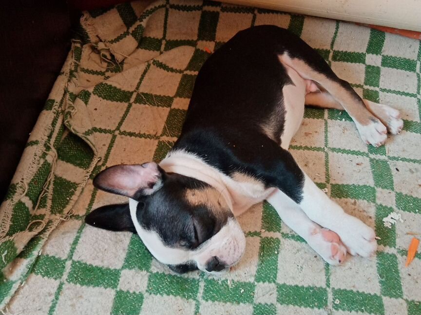 Французики