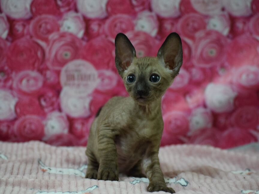 Котята породы корниш-рекс