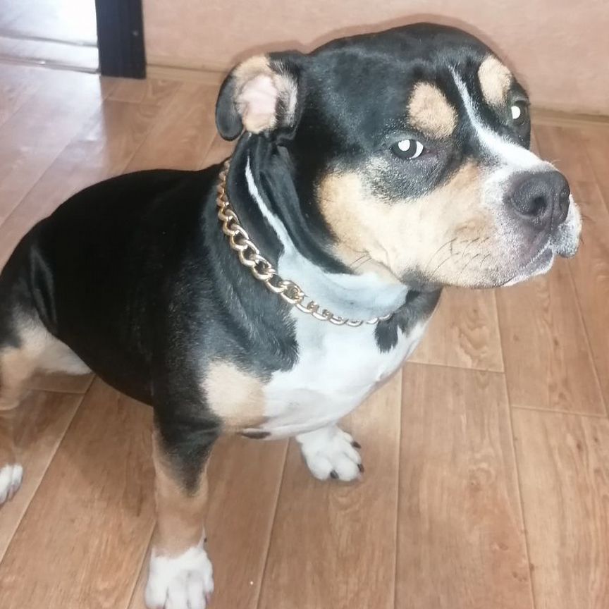 Американский булли, взрослая собака