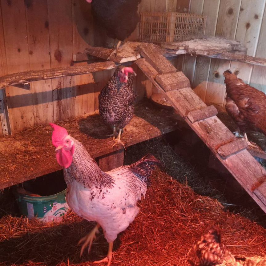 Продам петуха