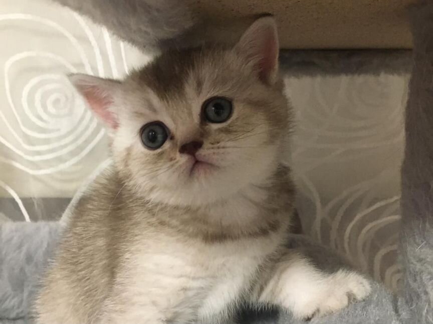 Котенок лиловый, британские котята