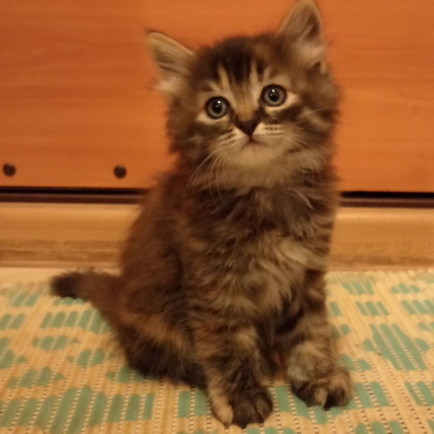 Котята в добрые руки бесплатно