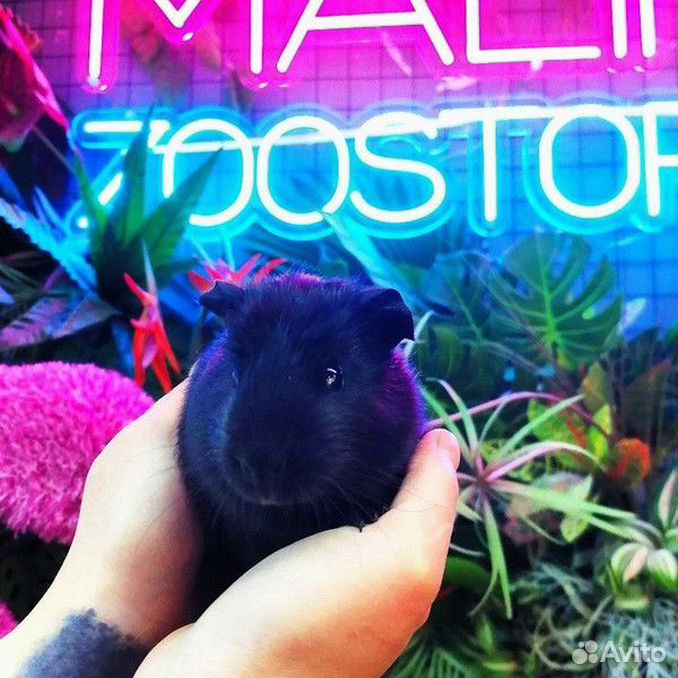 Морская свинка крестед сатиновый