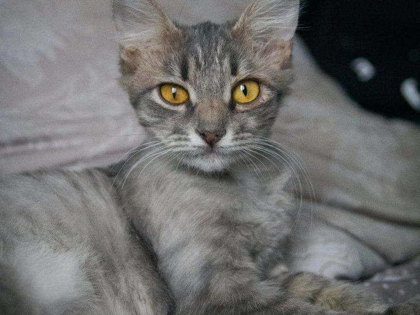 Котенок в добрые руки