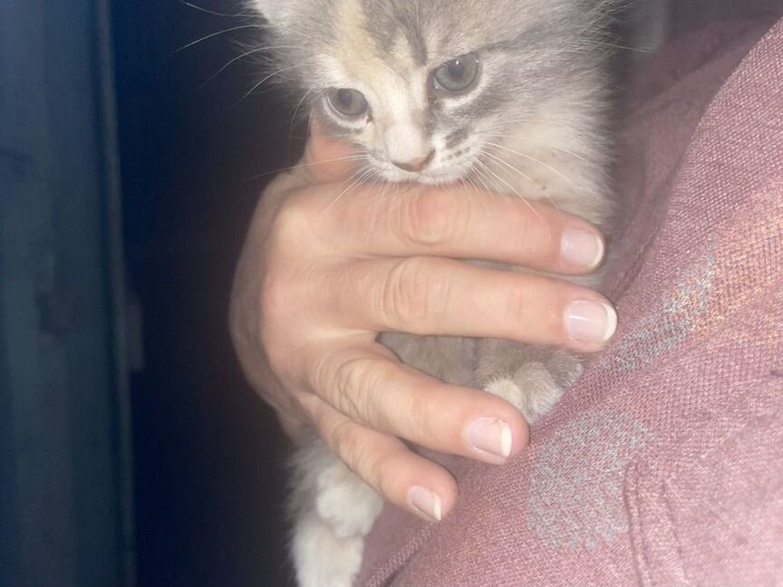 Котята в добрые руки даром