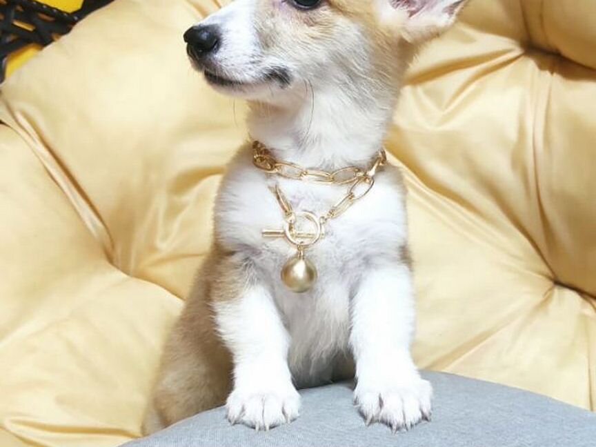 Вельш-корги пемброк