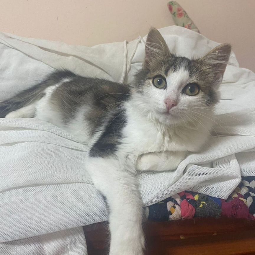 Котенок котик бесплатно