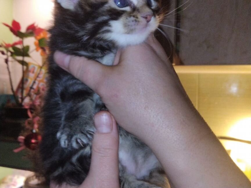 Чистокровные котята "Мейн Кун"