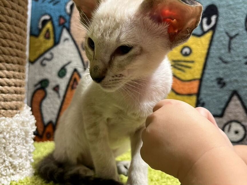 Ориентальный котик линкс