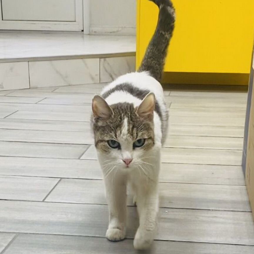 Беременная кошка замерзает на улице