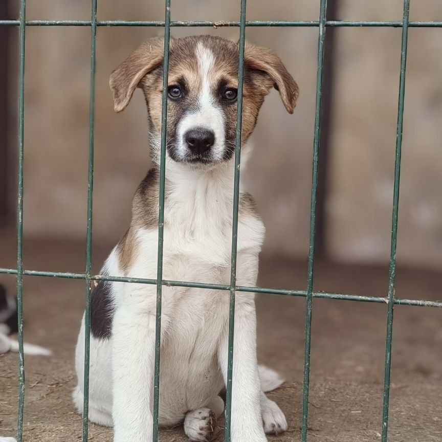 Щенки 2.5 мес