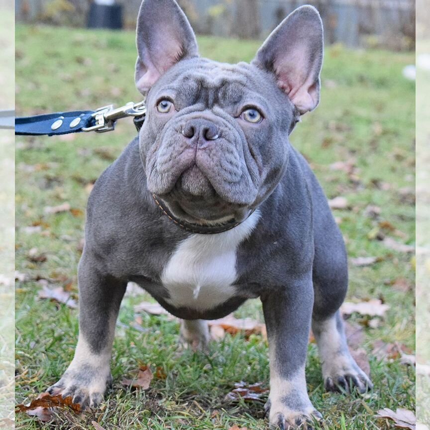 Французский бульдог, щенок