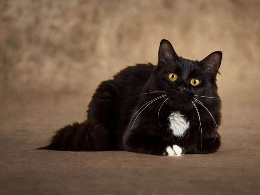 Черный котик, ласкуша