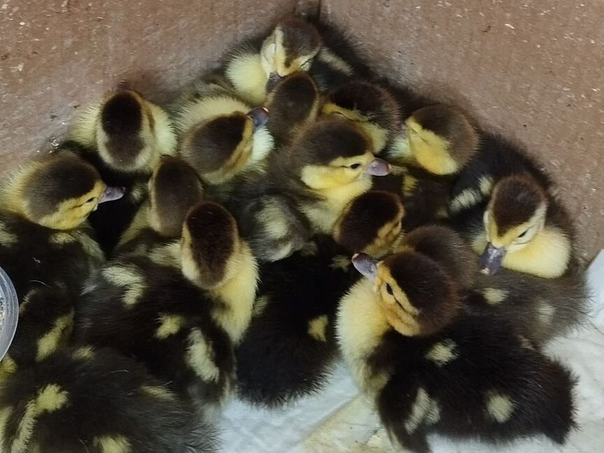 Мускусные утята индоутки