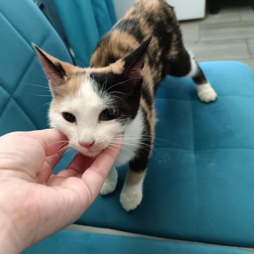 Котята в добрые руки бесплатно
