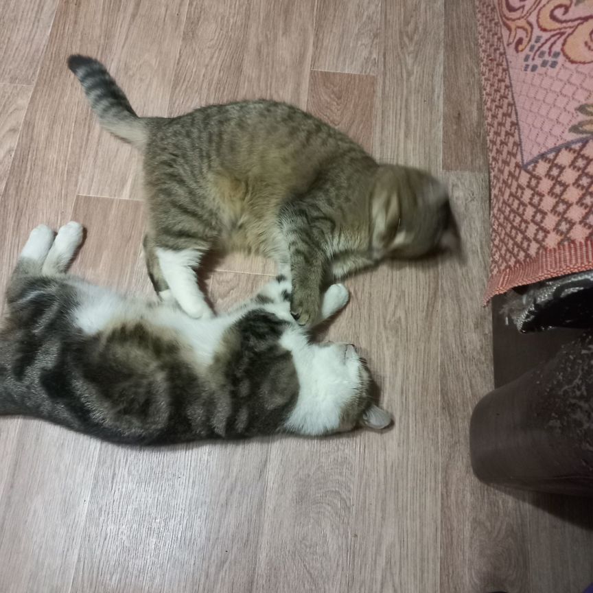 Кошки в добрые руки