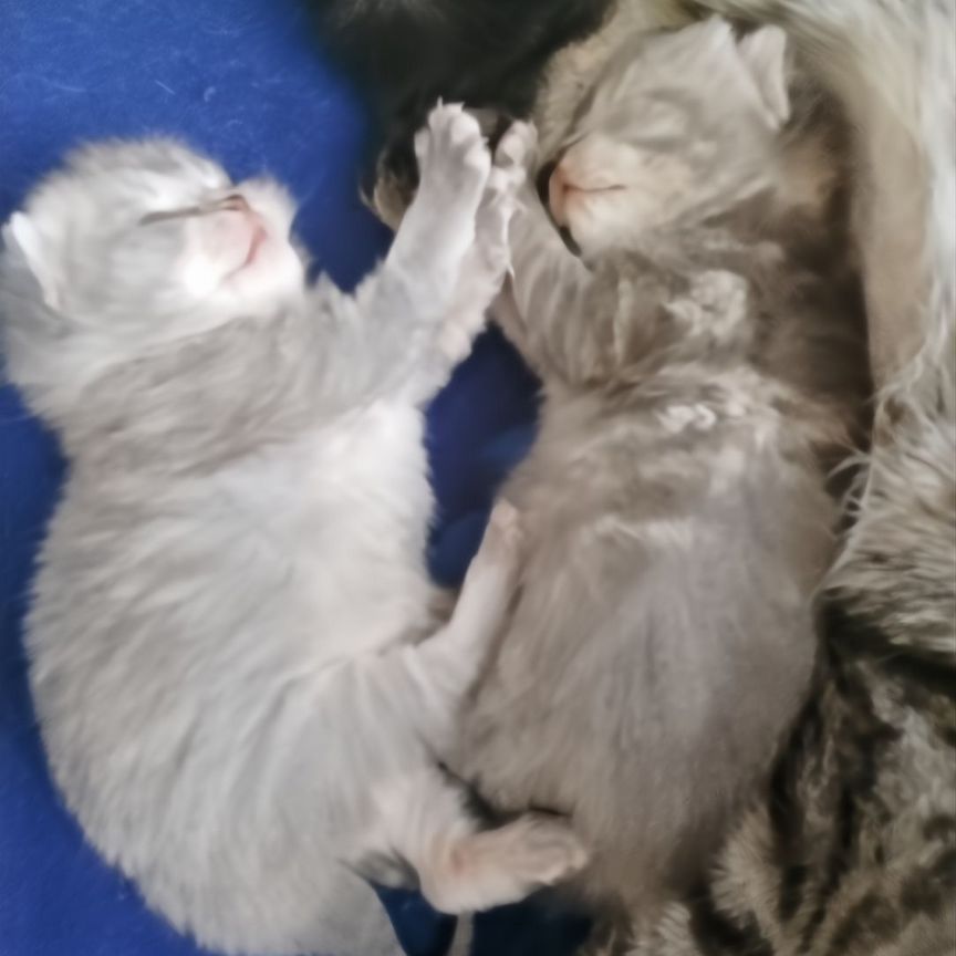 Шотландский вислоухий короткошёрстный котёнок