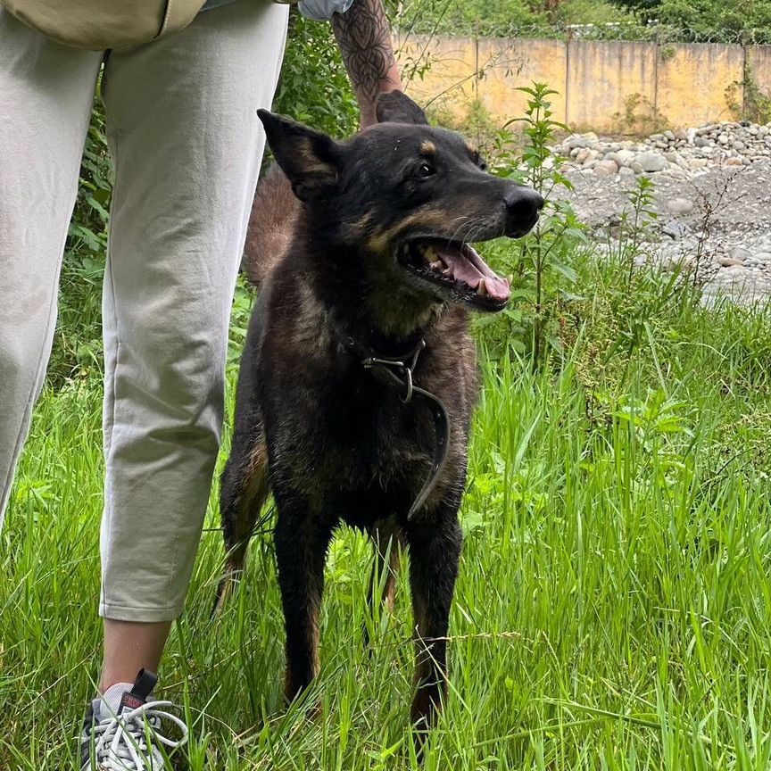 Пёс Полкан в добрые руки