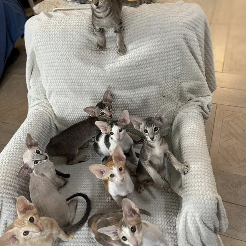 Ориентальные котята