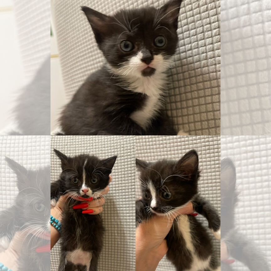 Котята в добрые руки даром 1 месяц москва